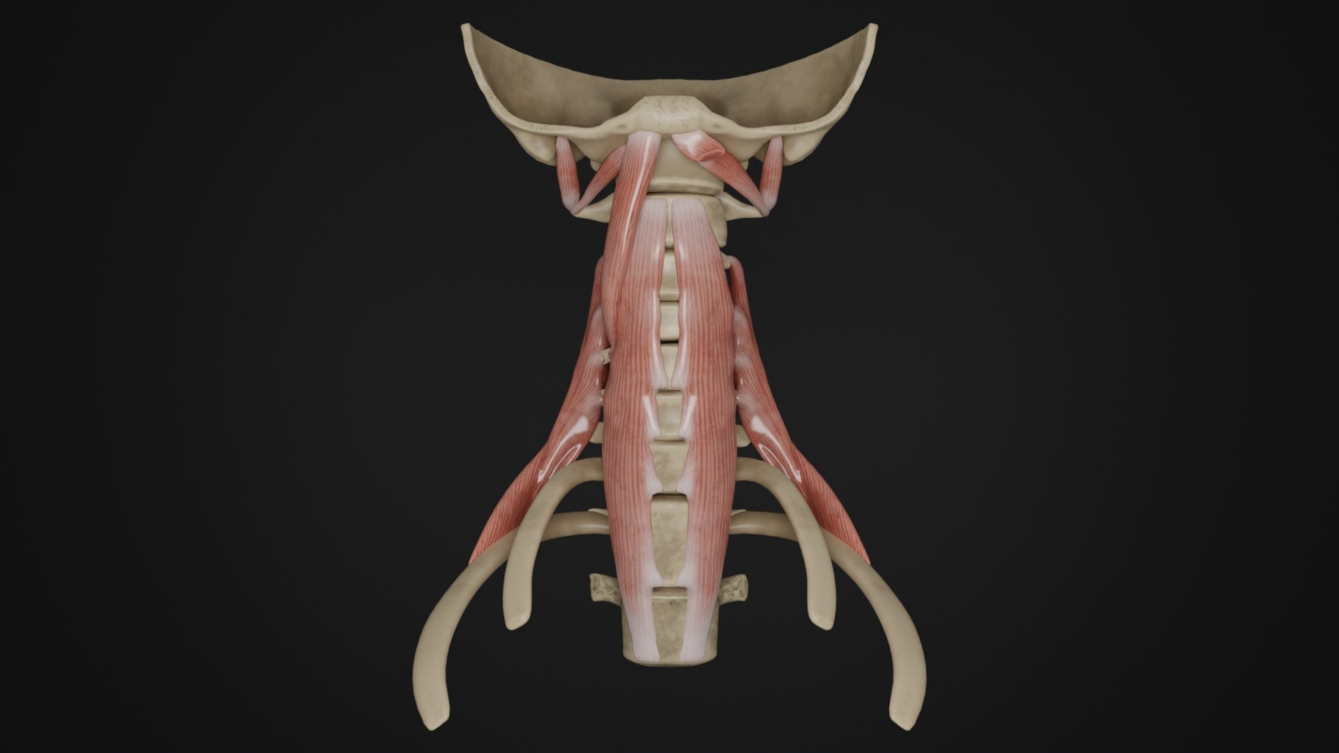Human Anatomy-Muscular System-Neck Posterior Prevertebral View Model ...