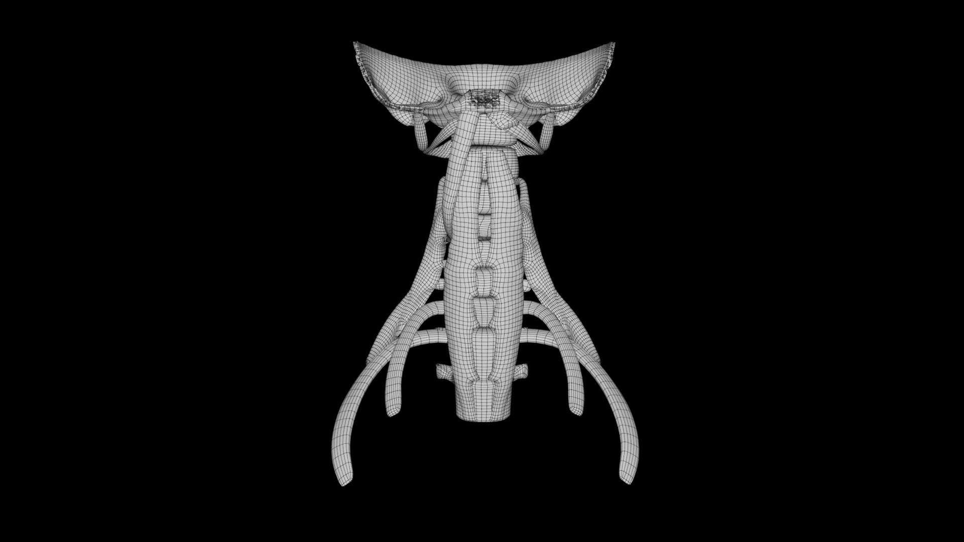 Human Anatomy-Muscular System-Neck Posterior Prevertebral View Model ...