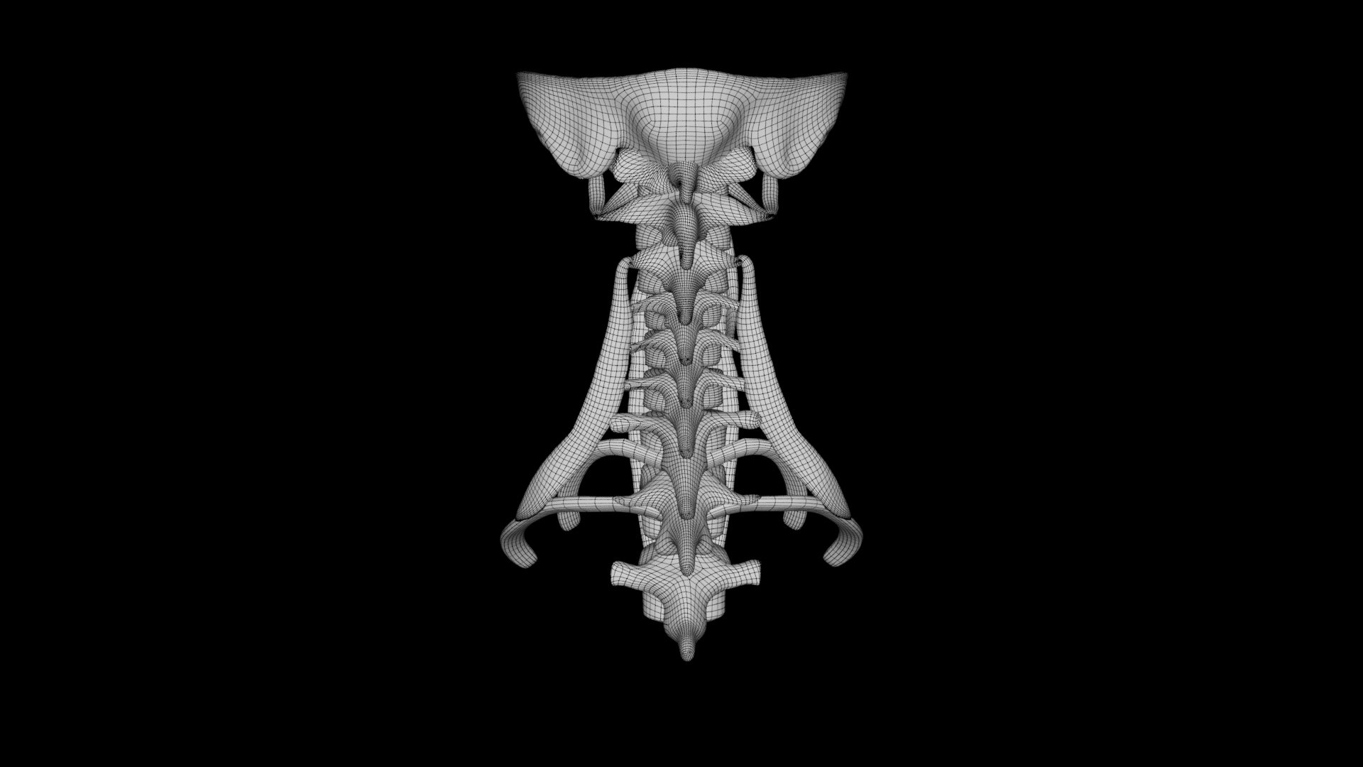 Human Anatomy-Muscular System-Neck Posterior Prevertebral View Model ...