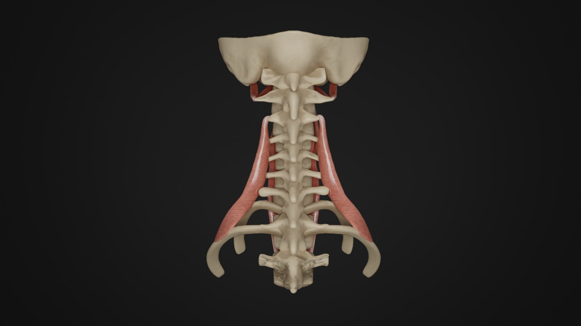 Human Anatomy-Muscular System-Neck Posterior Prevertebral View Model ...