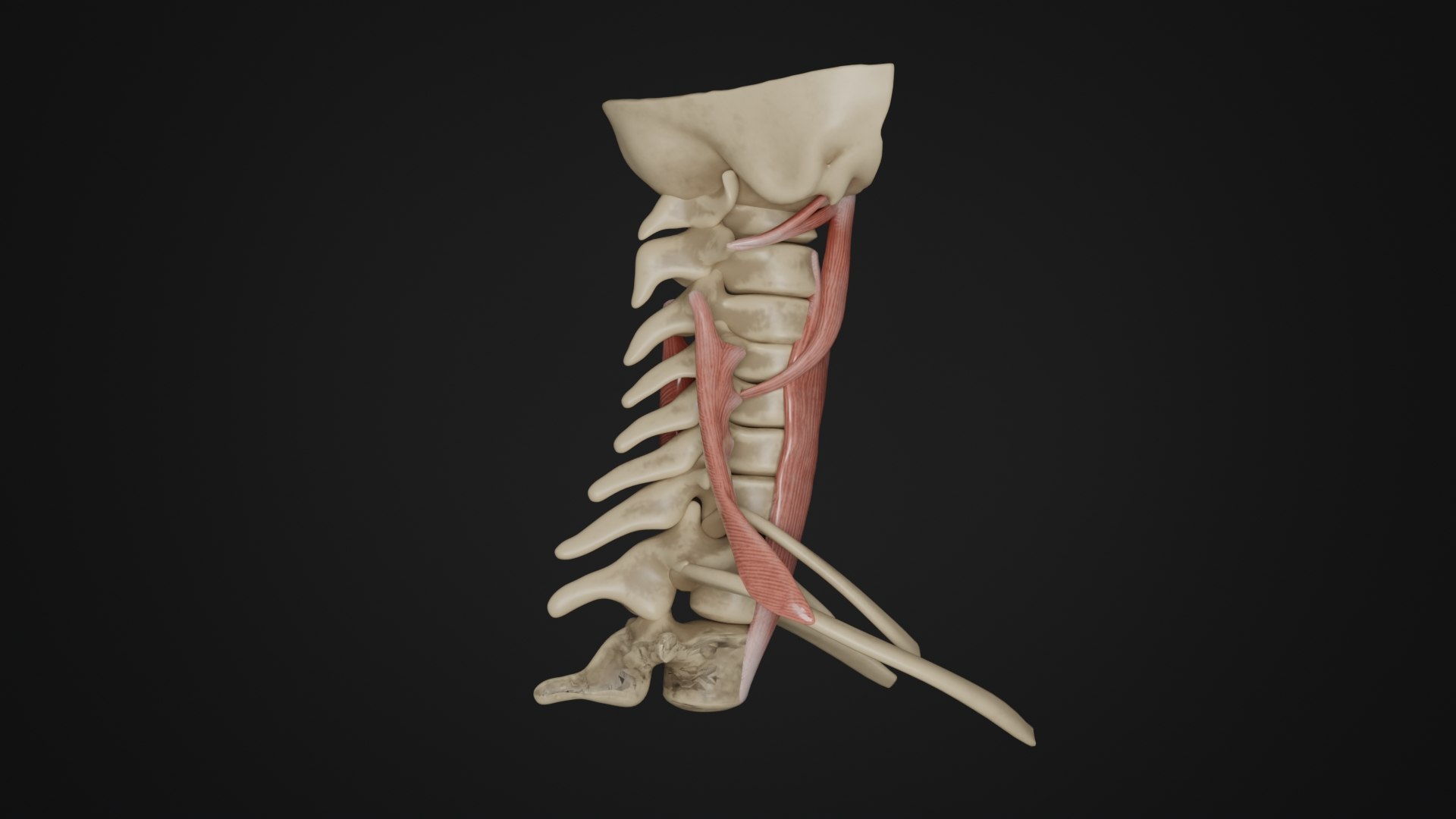 Human Anatomy-Muscular System-Neck Posterior Prevertebral View Model ...