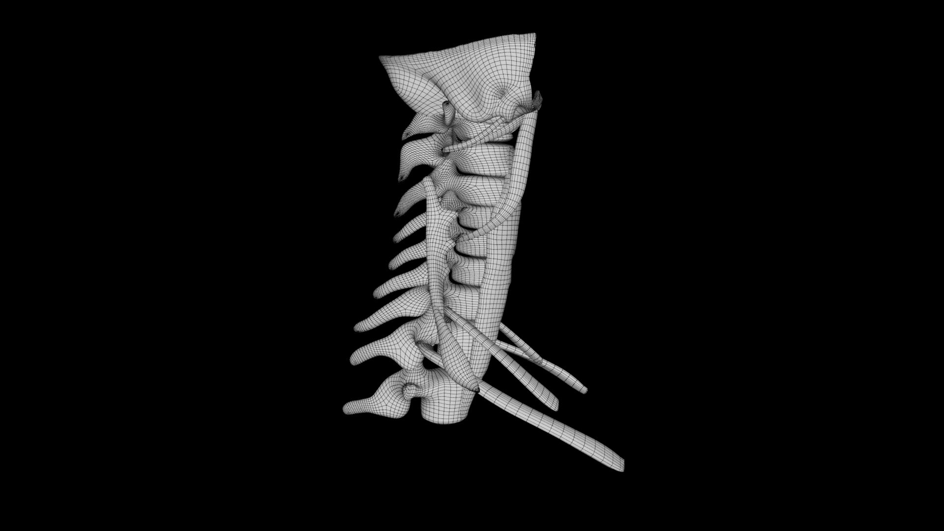 Human Anatomy-Muscular System-Neck Posterior Prevertebral View Model ...