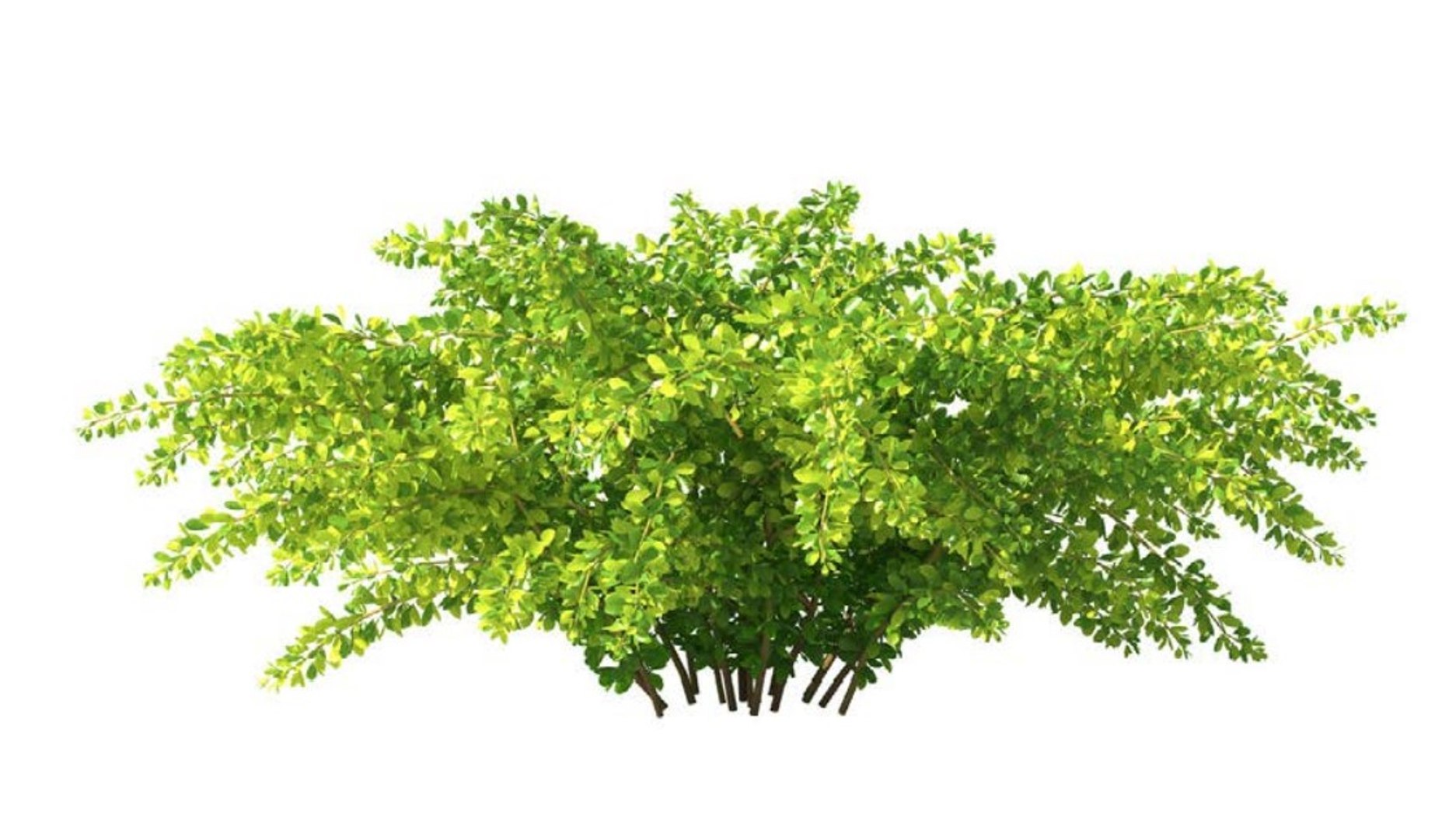 XfrogPlants HDTrees 8 3D - TurboSquid 1724828