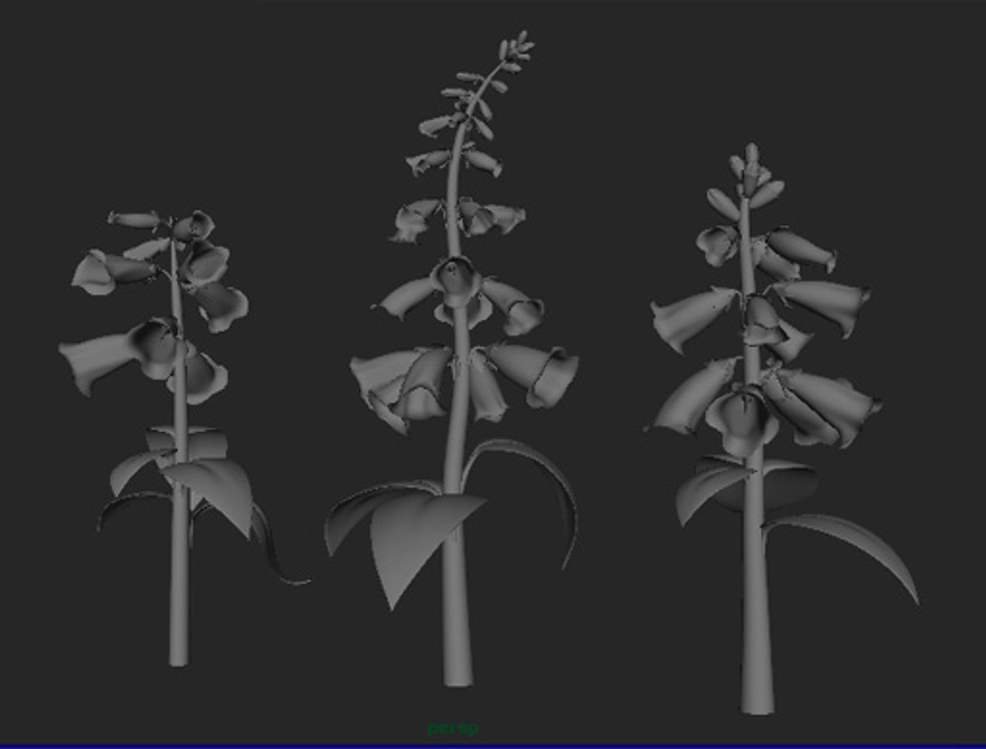 Ma Foxglove Modeled