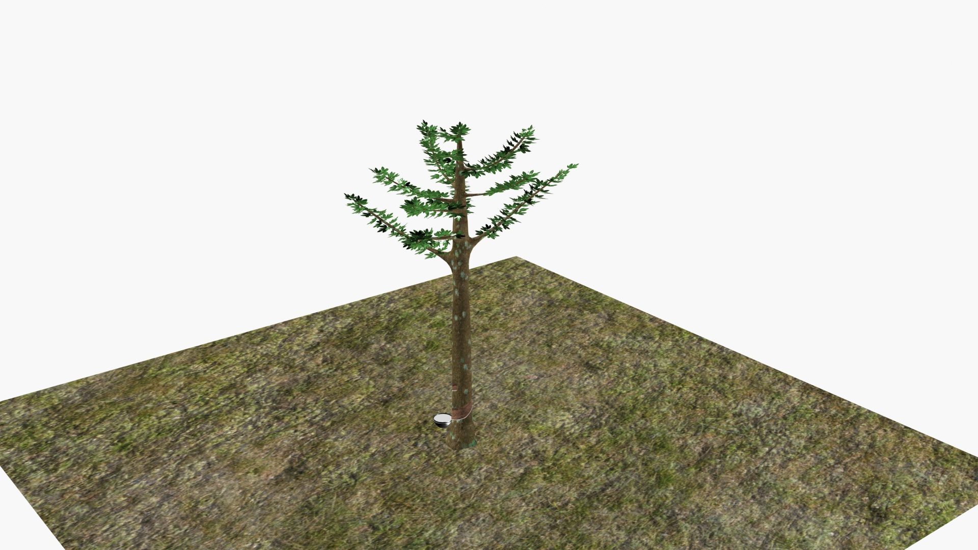3D Model Rubber Tree - TurboSquid 2197211