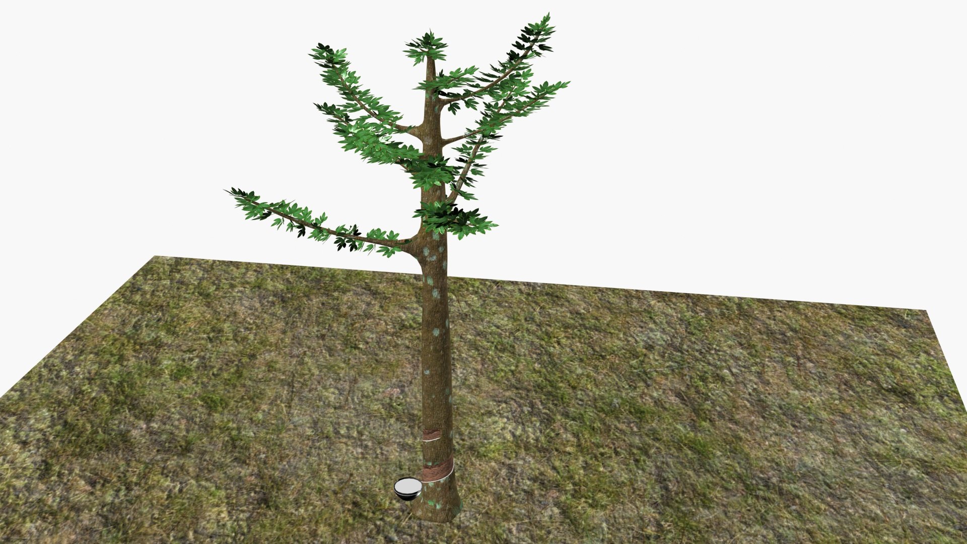 3D Model Rubber Tree - TurboSquid 2197211