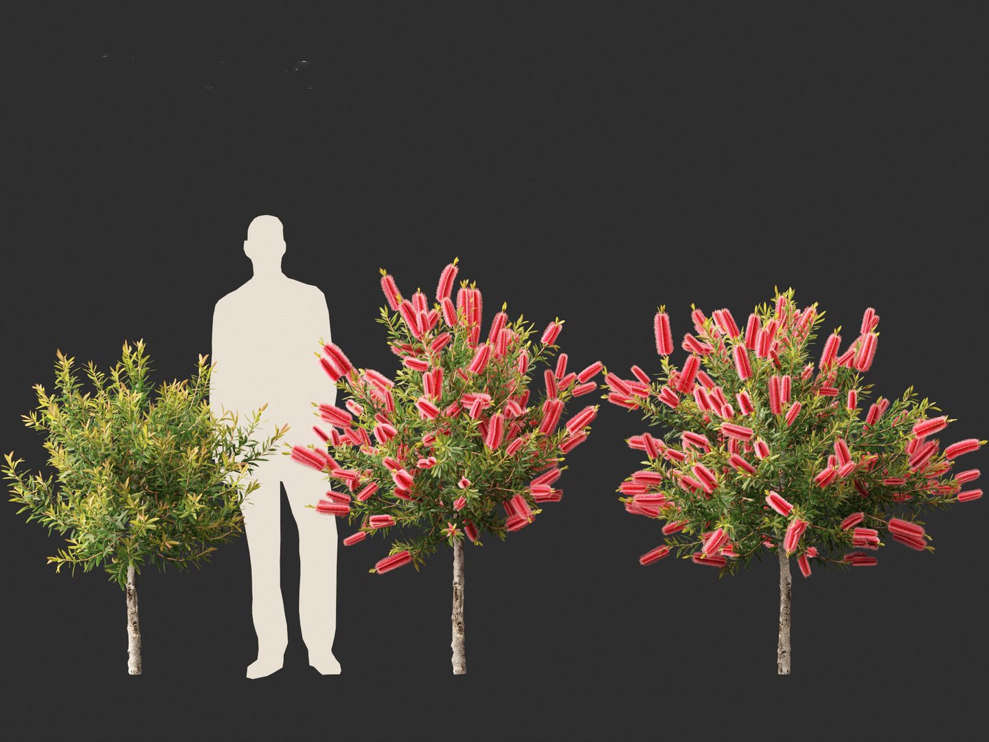 Callistemon Endeavour - Bottlebrush 3D Model - TurboSquid 2120029
