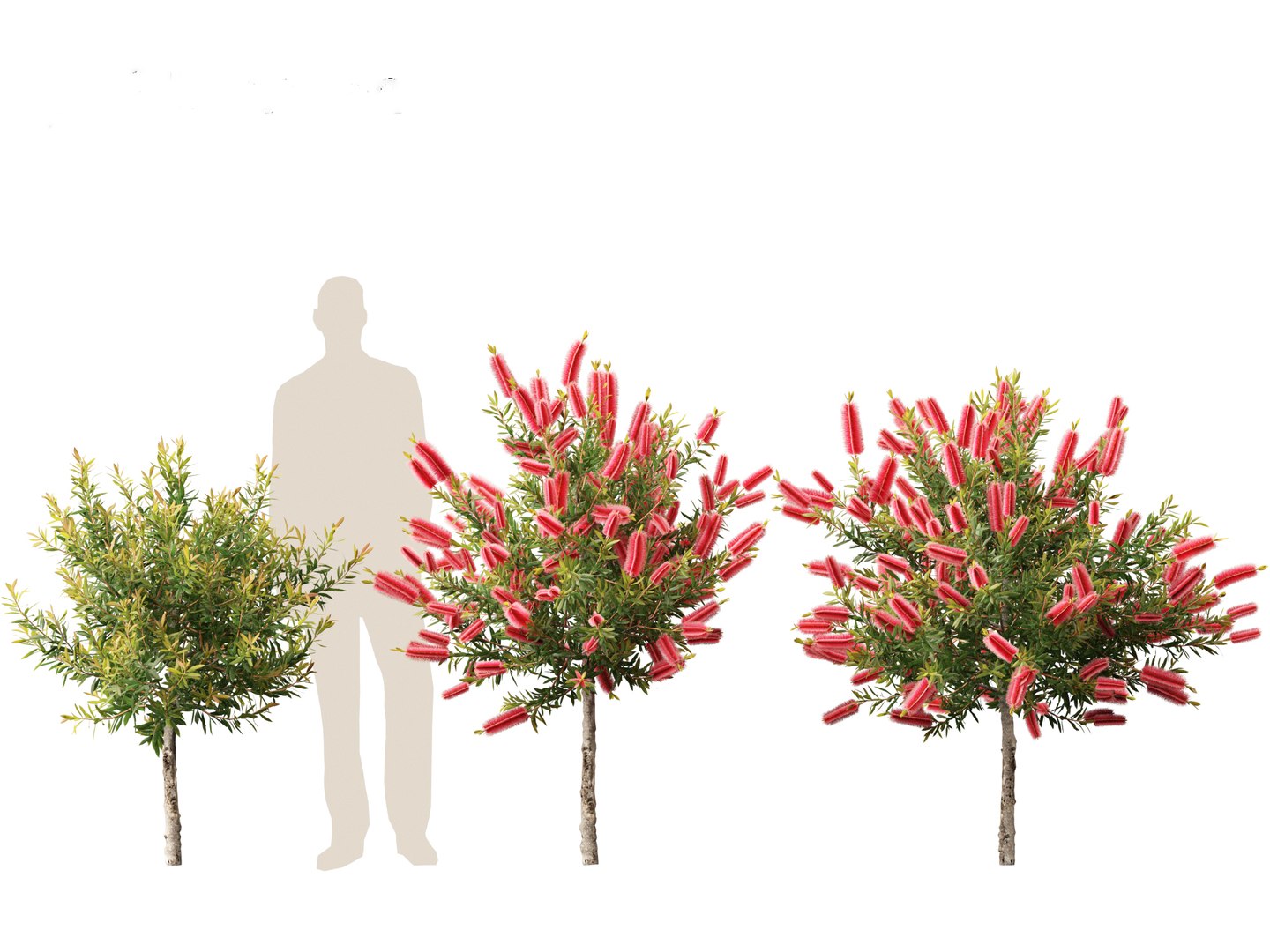 Callistemon Endeavour - Bottlebrush 3D Model - TurboSquid 2120029