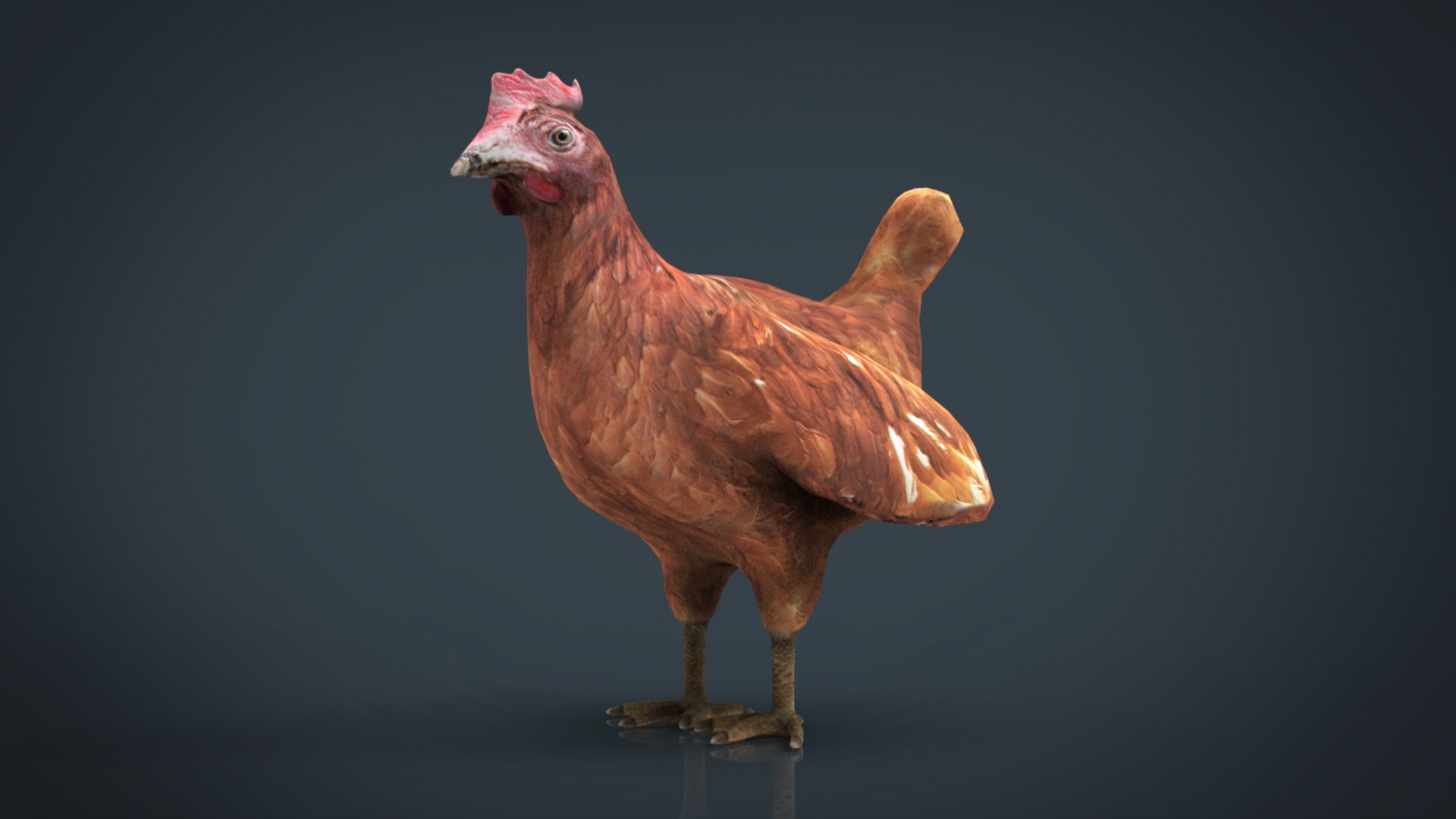 Chiken 3D model - TurboSquid 1174288