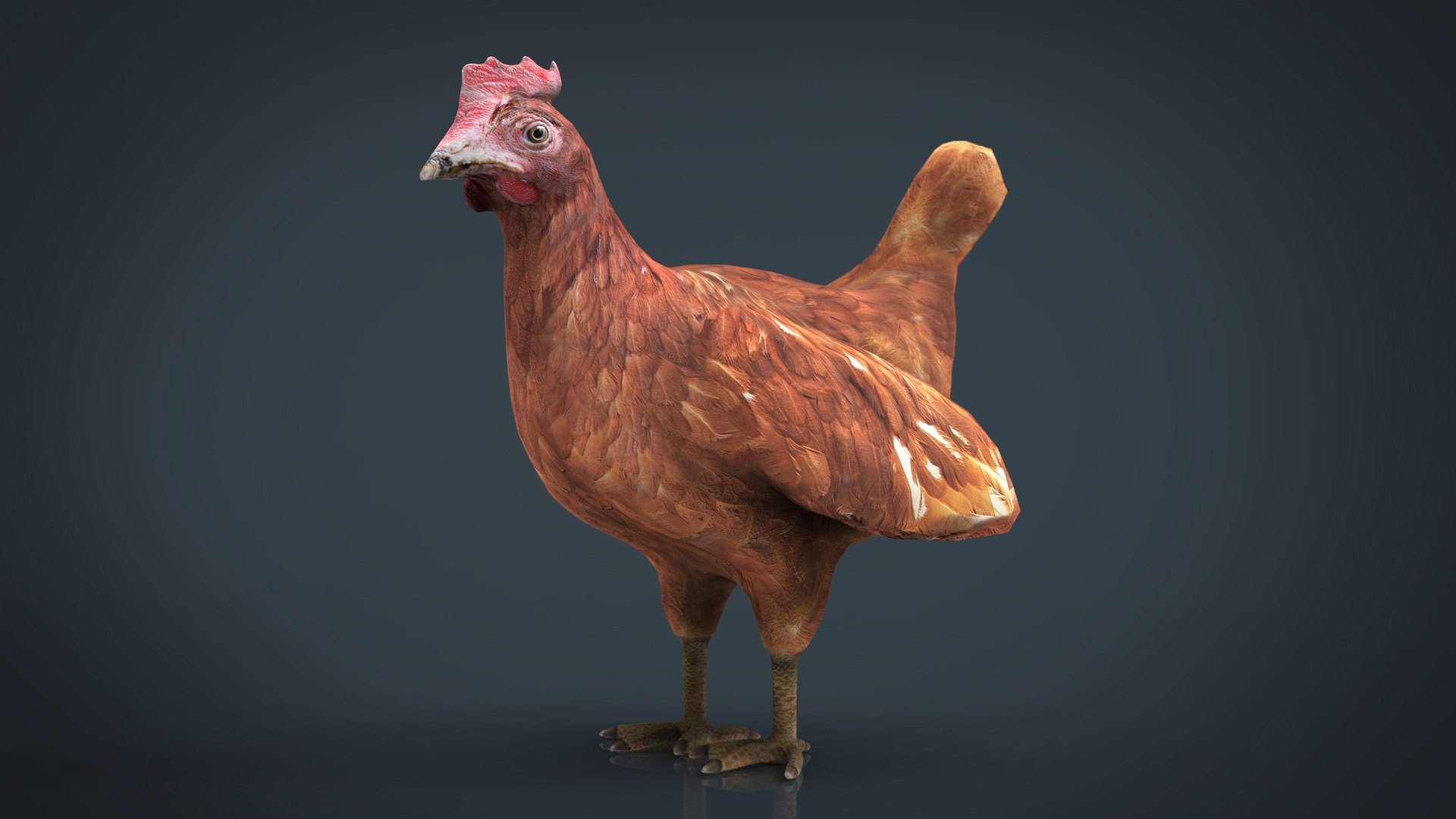 Chiken 3D model - TurboSquid 1174288