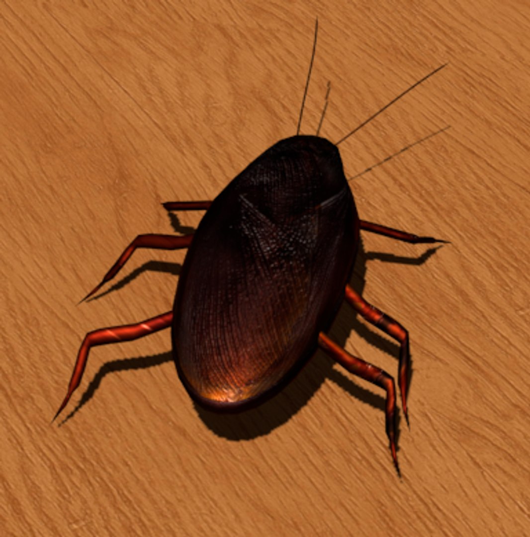 3D Model Roach Cockroach - TurboSquid 1525621
