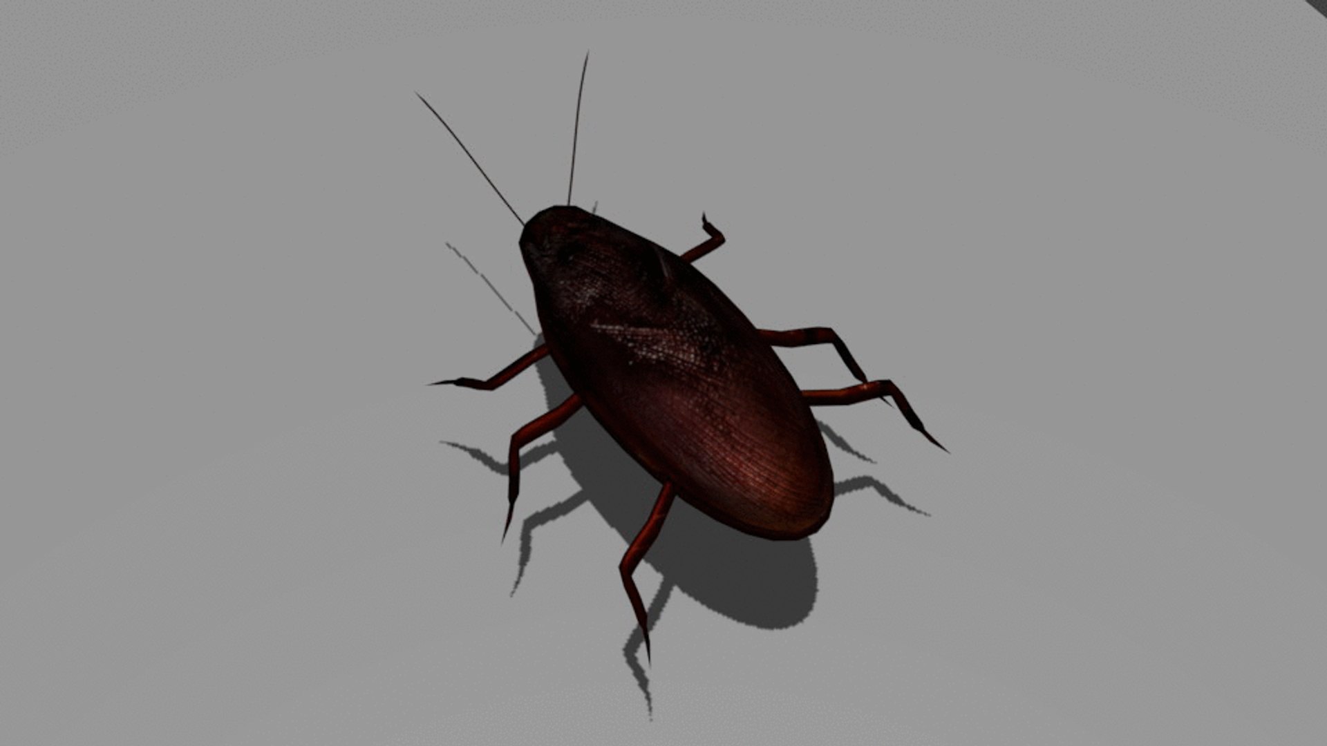 3D Model Roach Cockroach - TurboSquid 1525621