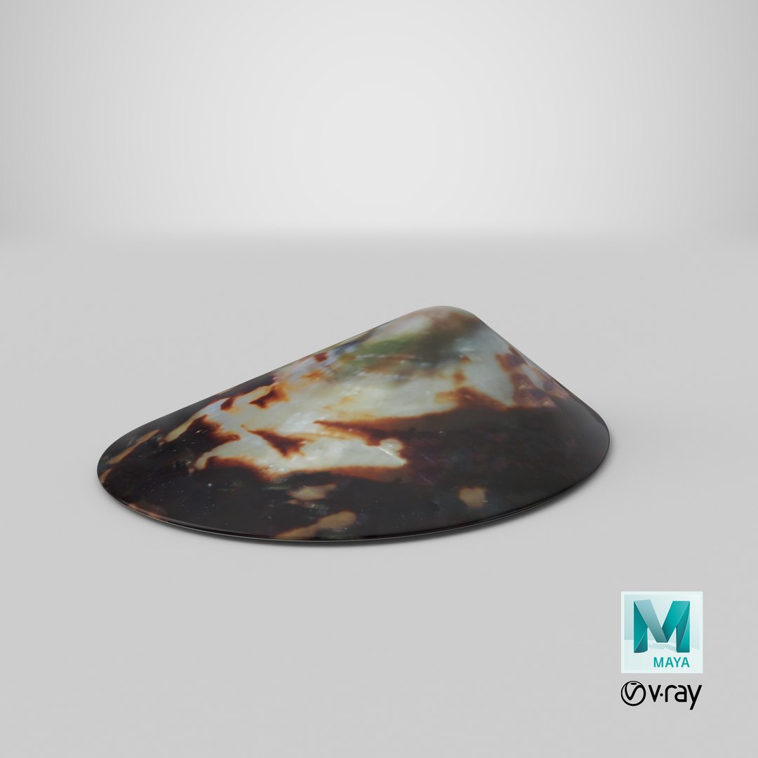 3D Seashell Real Model - TurboSquid 1622701