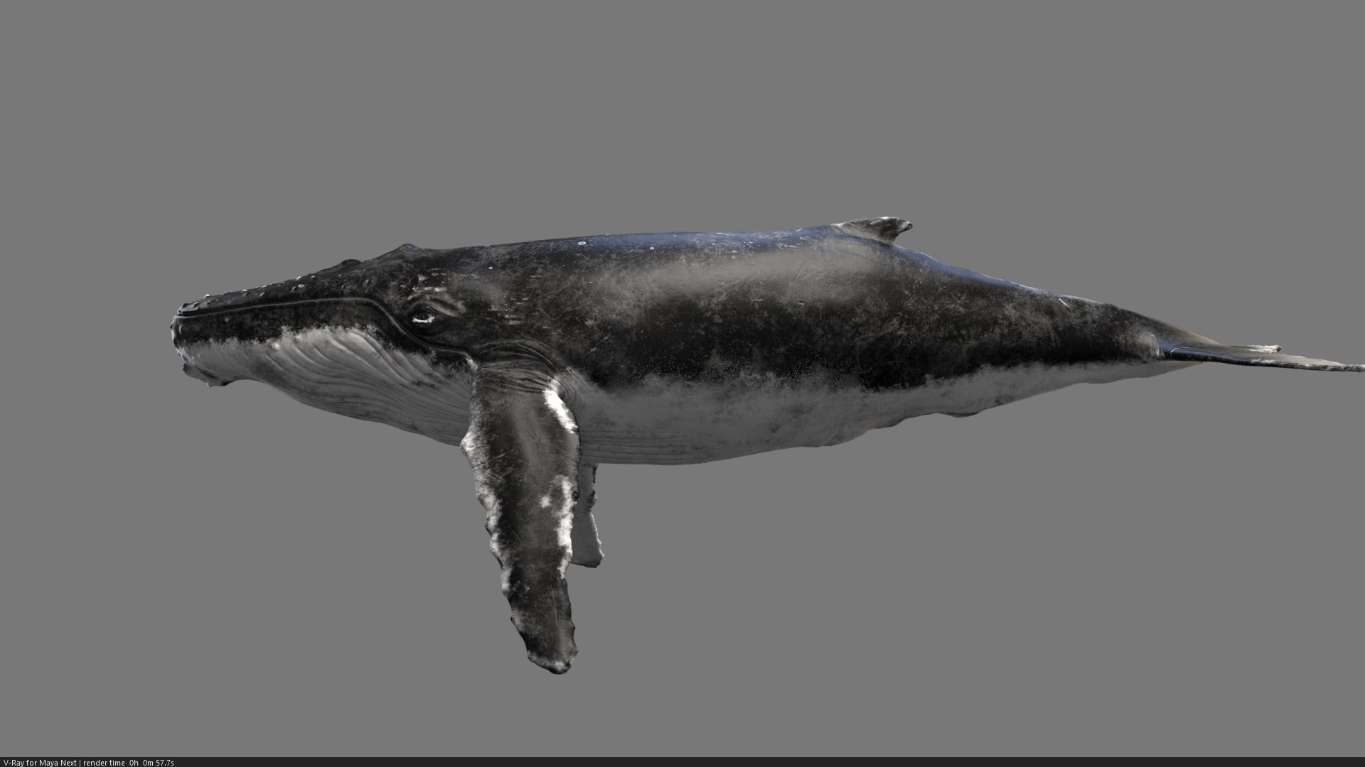 3D Humpback Whale Rigged - TurboSquid 1840009