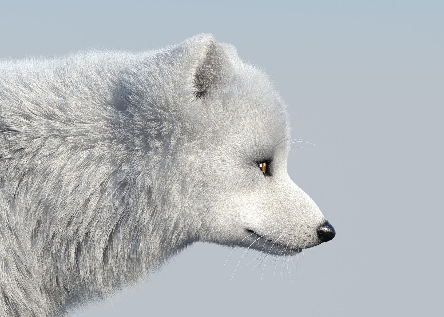 3d Arctic Fox Fur Model