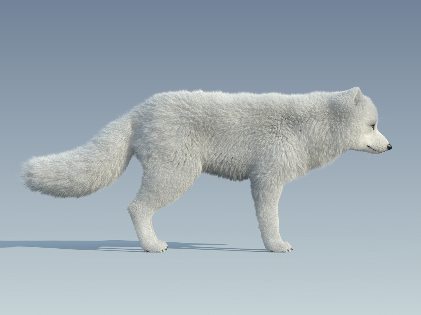 3d Arctic Fox Fur Model