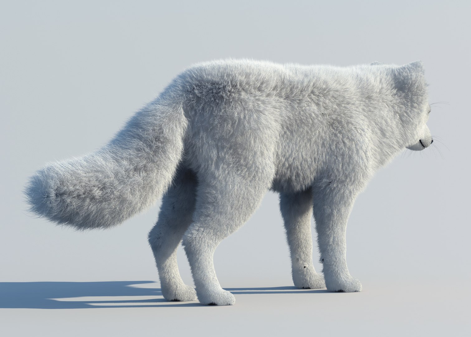 3d Arctic Fox Fur Model
