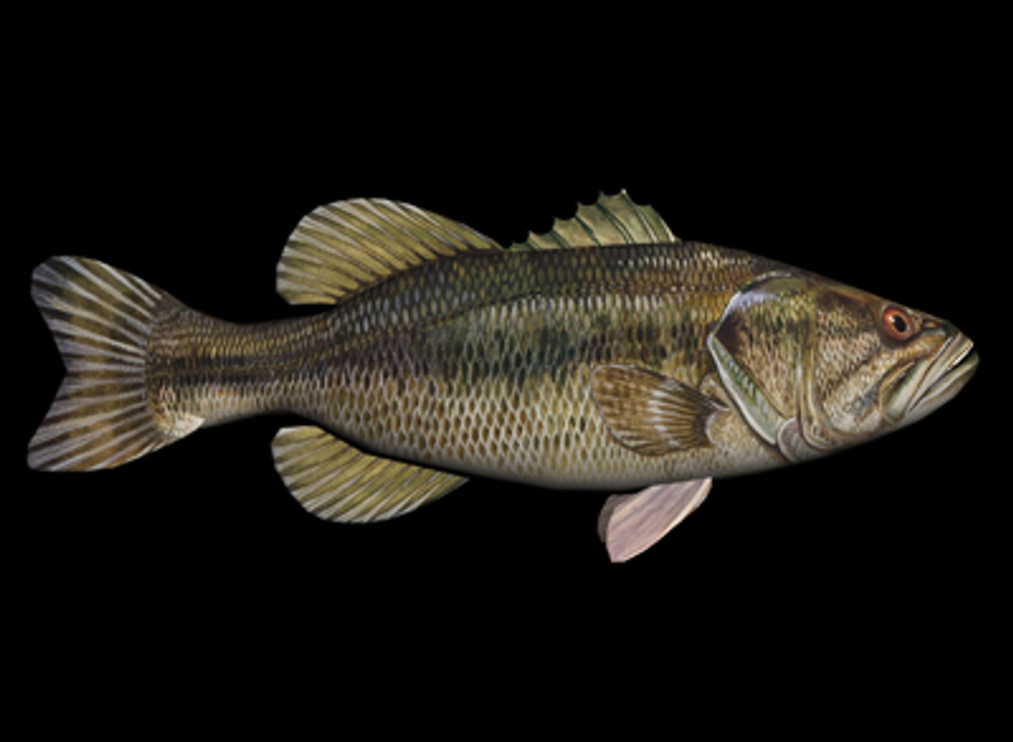 3d Largemouth Bass Model