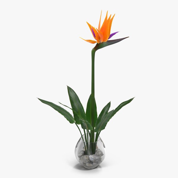 Bird Of Paradise glTF Models for Download | TurboSquid