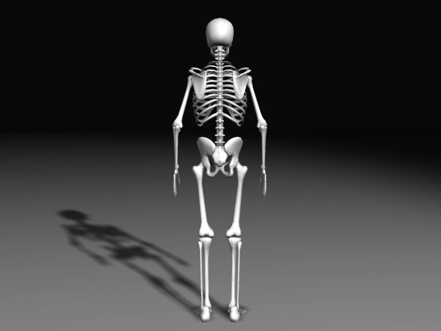 3d Nextgen Skeleton