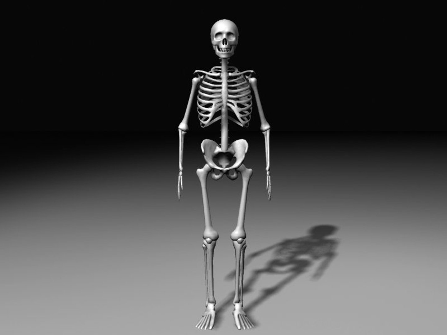 3d Nextgen Skeleton