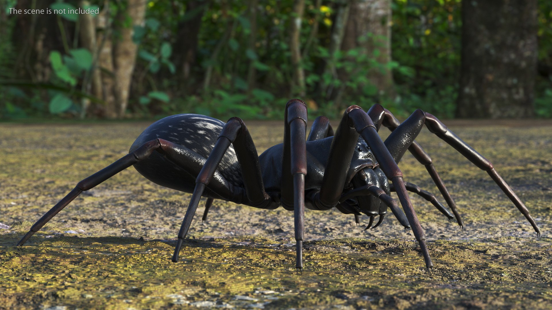 3D Black Wolf Spider Rigged For Maya Model - TurboSquid 2165661
