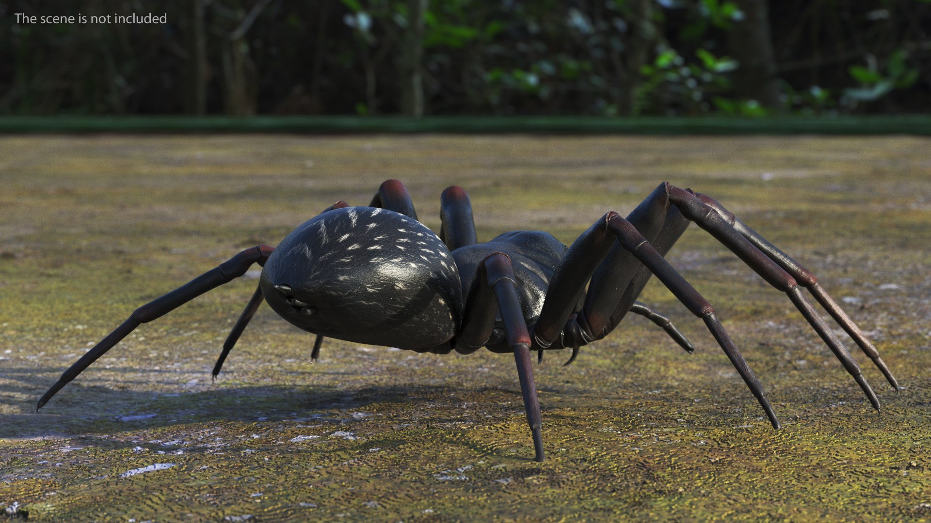 3D Black Wolf Spider Rigged For Maya Model - TurboSquid 2165661