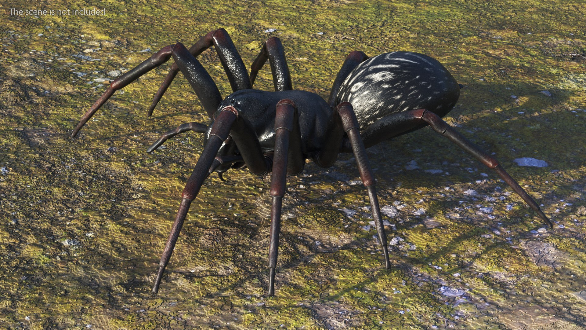 3D Black Wolf Spider Rigged For Maya Model - TurboSquid 2165661