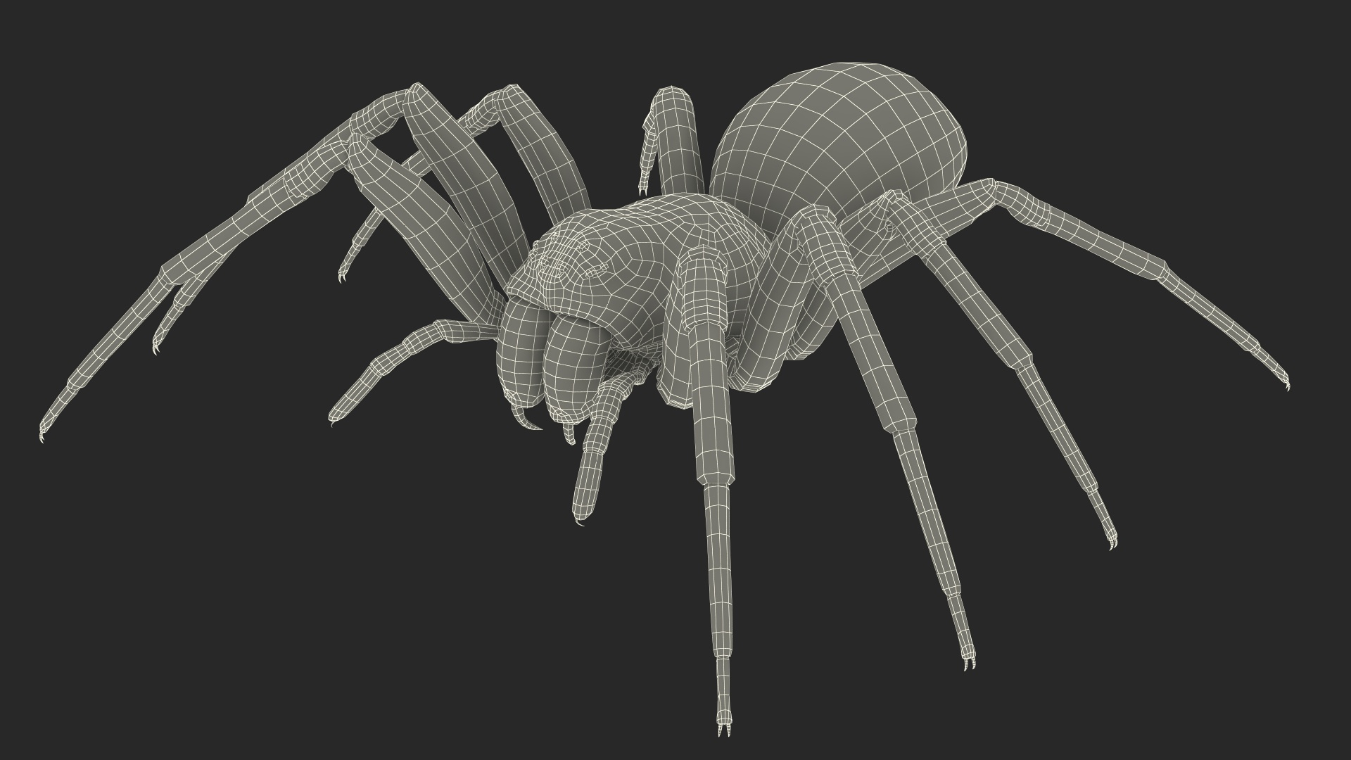 3D Black Wolf Spider Rigged For Maya Model - TurboSquid 2165661