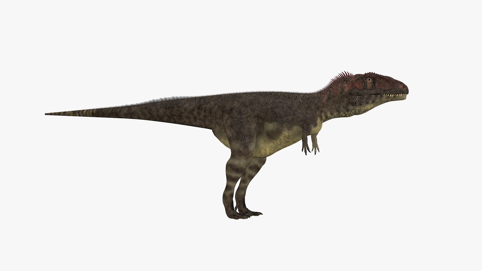 3D Mapusaurus Carnosaurian - TurboSquid 2410020