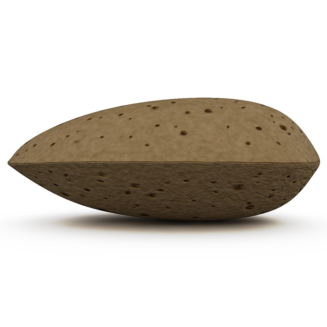 Almond Modelled 3d Model