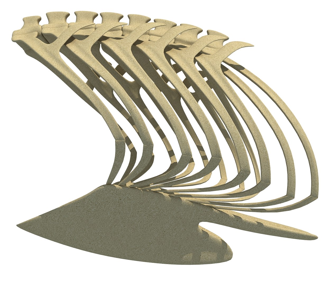 Bird Rib Cage 3D - TurboSquid 1178007