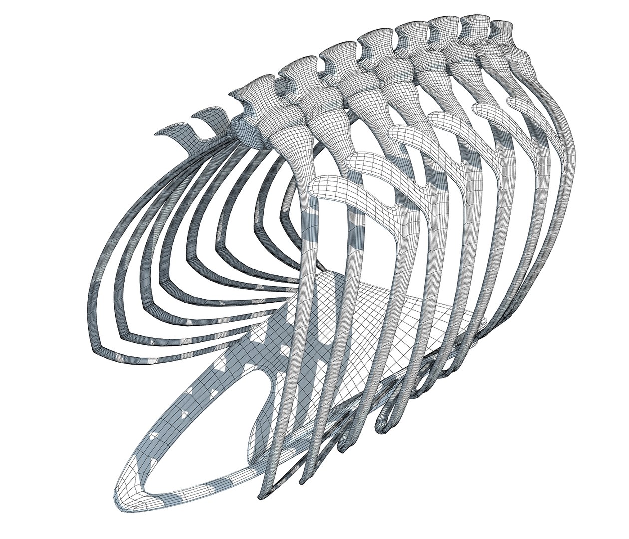 Bird Rib Cage 3D - TurboSquid 1178007