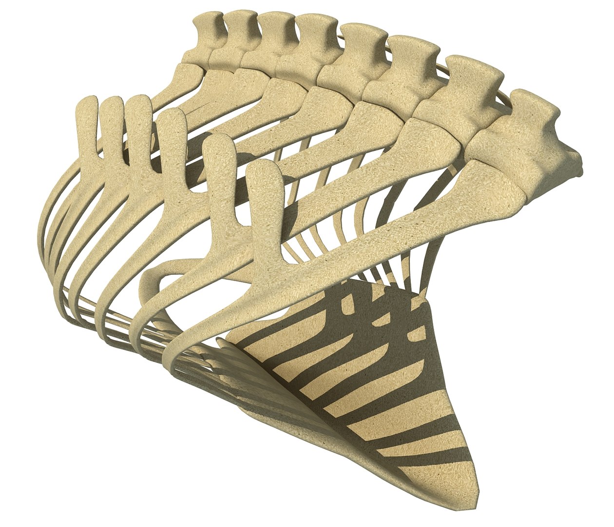 Bird Rib Cage 3D - TurboSquid 1178007