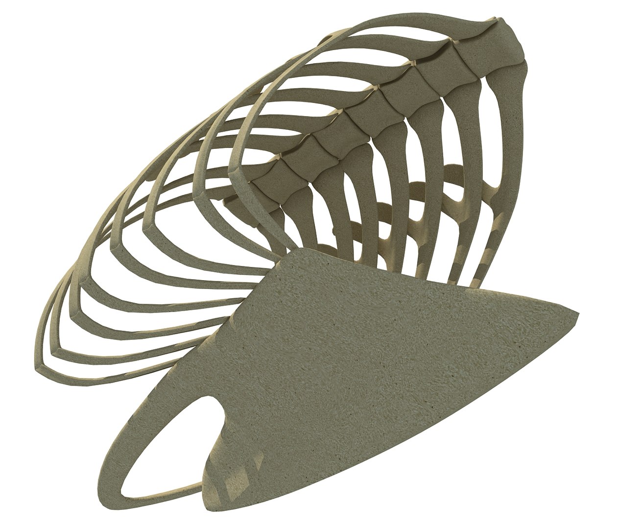 Bird Rib Cage 3D - TurboSquid 1178007