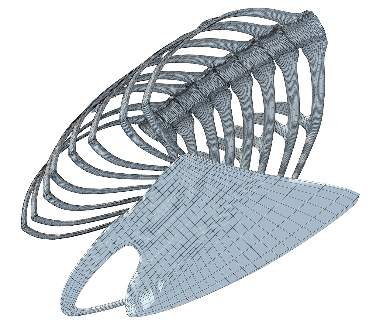 Bird Rib Cage 3D - TurboSquid 1178007
