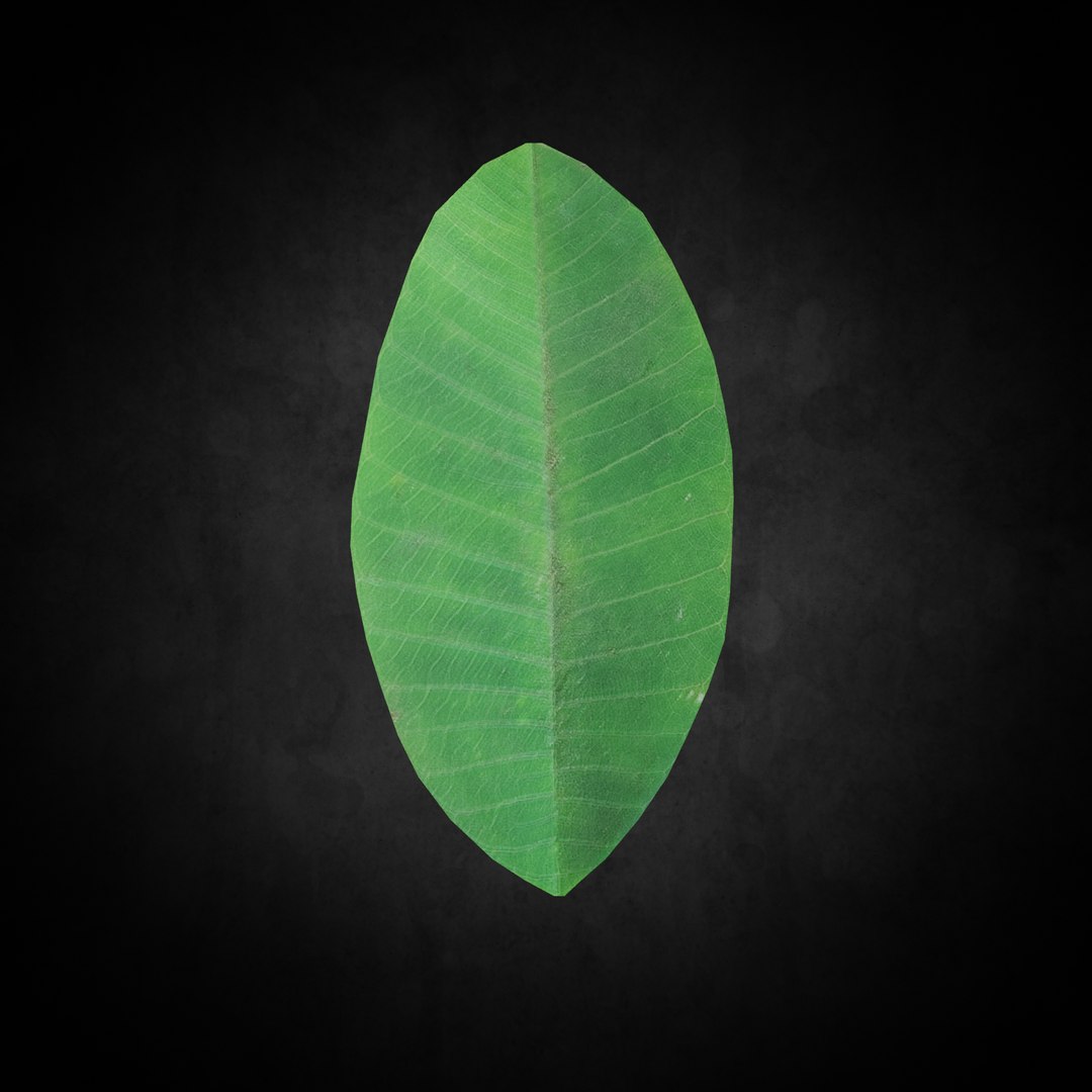 Low Poly Leaf 069 3D - TurboSquid 1852456