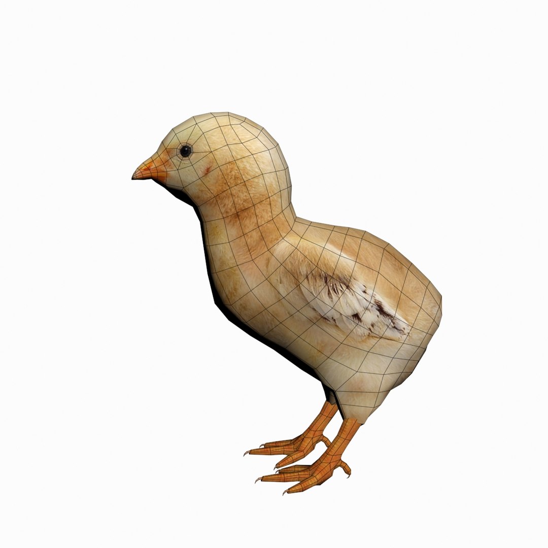 3d Chick Baby Chicken Model