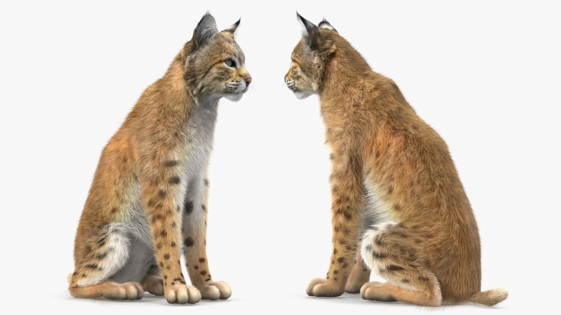 Lynx Rufus Sitting Fur 3D - TurboSquid 2025517