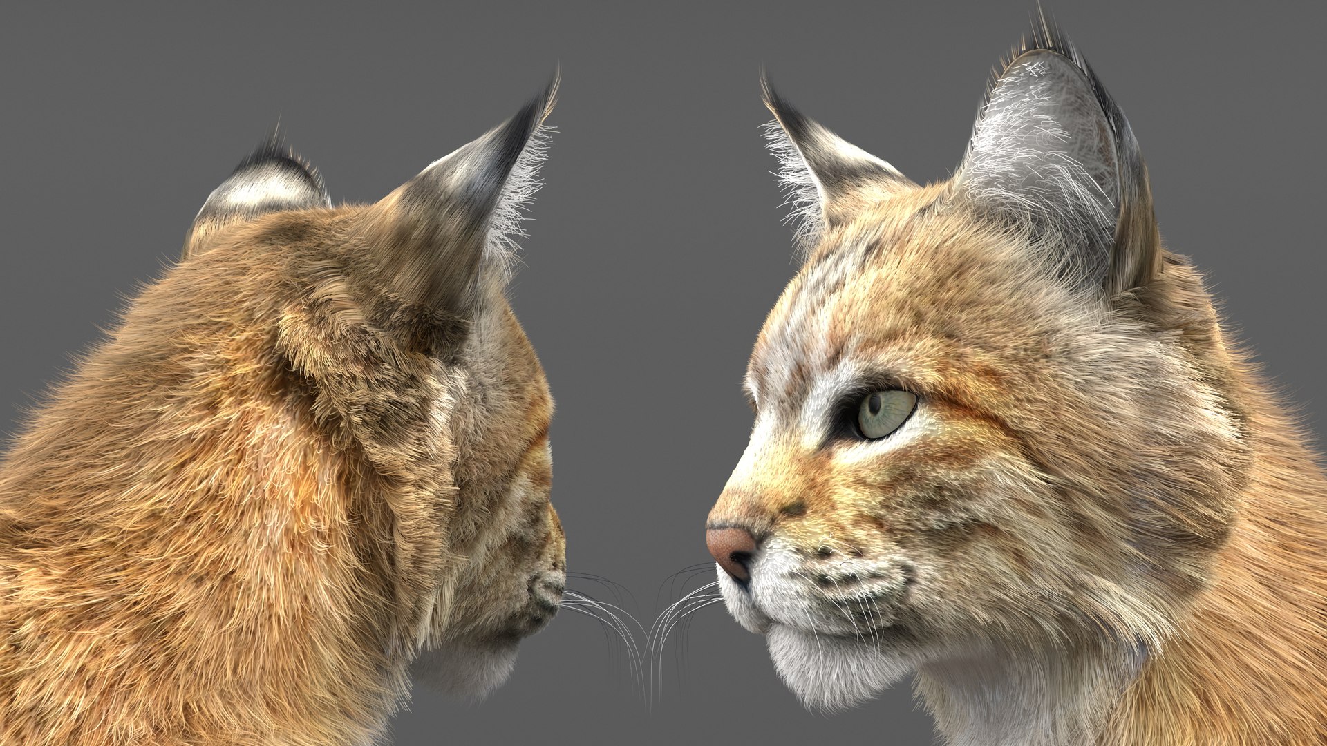 Lynx Rufus Sitting Fur 3D - TurboSquid 2025517