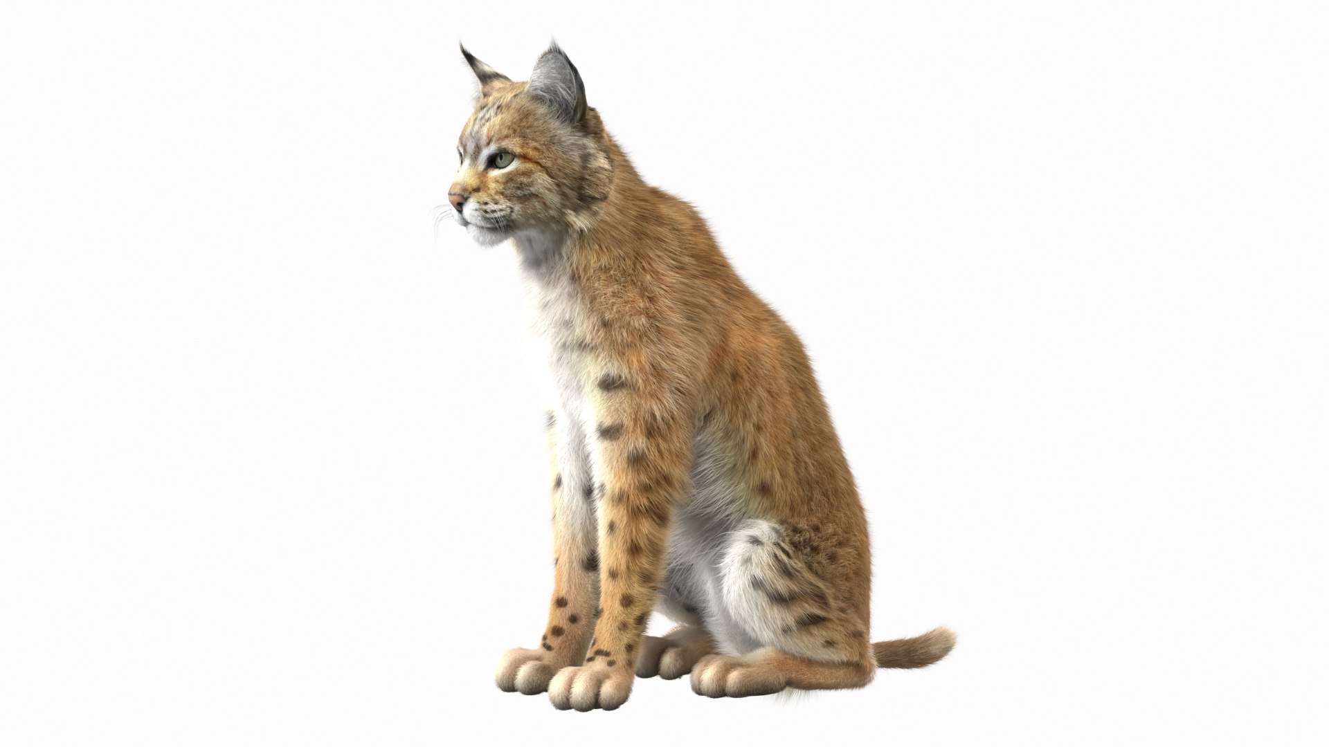 Lynx Rufus Sitting Fur 3D - TurboSquid 2025517