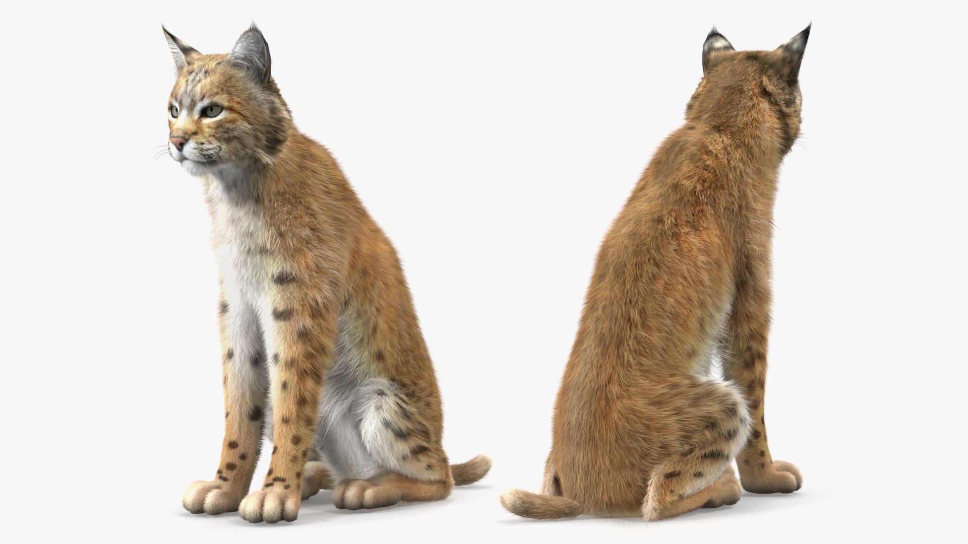 Lynx Rufus Sitting Fur 3D - TurboSquid 2025517