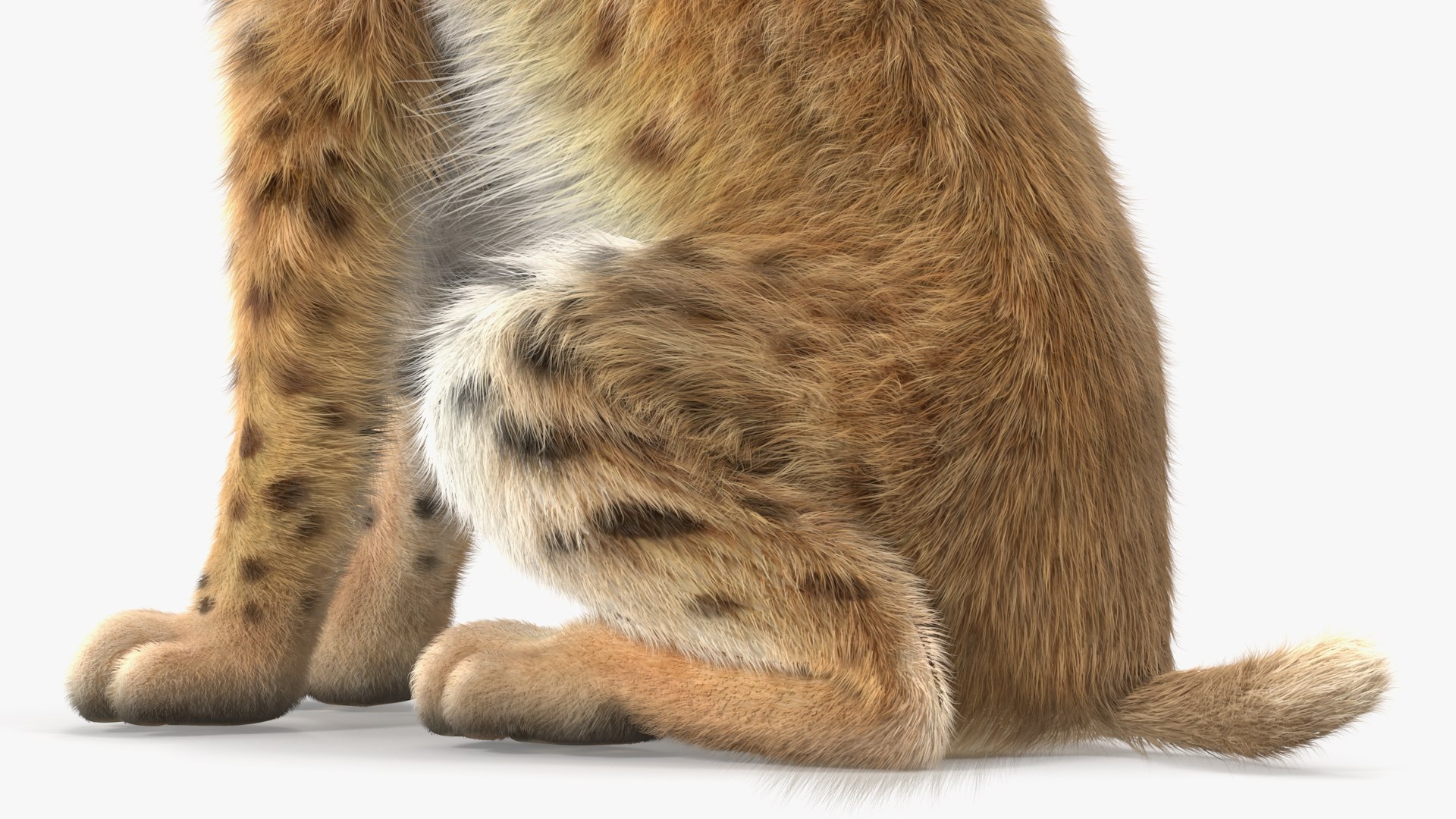 Lynx Rufus Sitting Fur 3D - TurboSquid 2025517