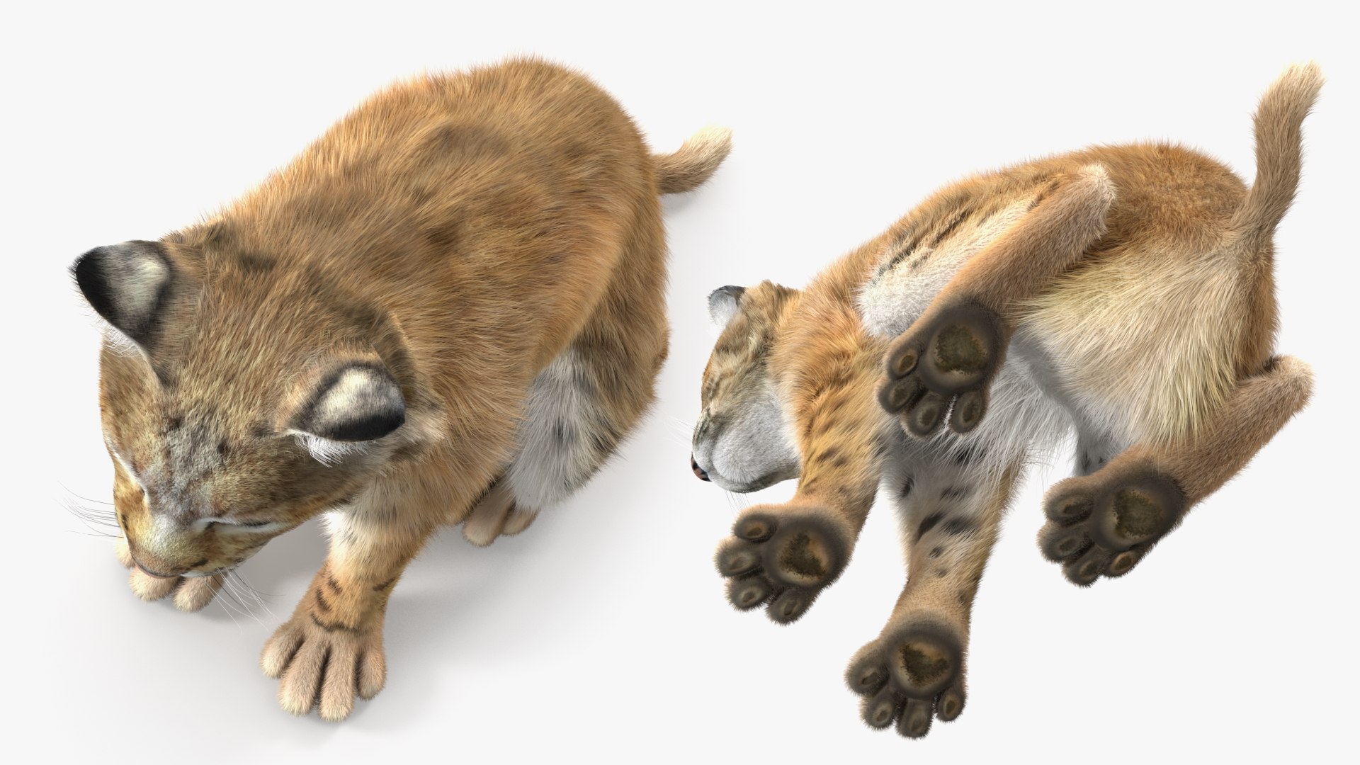 Lynx Rufus Sitting Fur 3D - TurboSquid 2025517