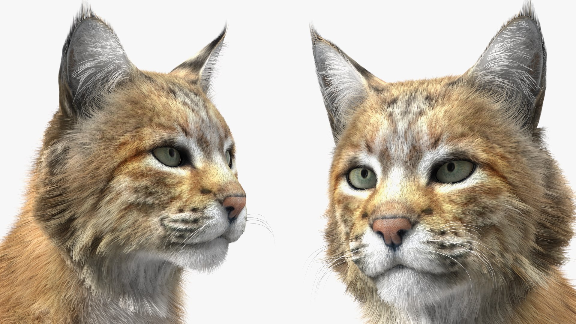 Lynx Rufus Sitting Fur 3D - TurboSquid 2025517