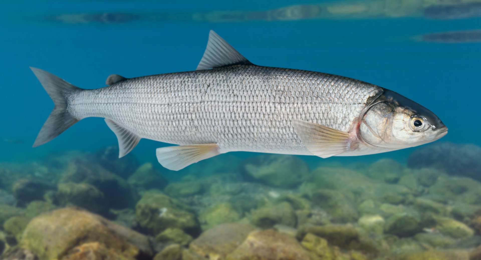 Whitefish 2 animation model - TurboSquid 1188902