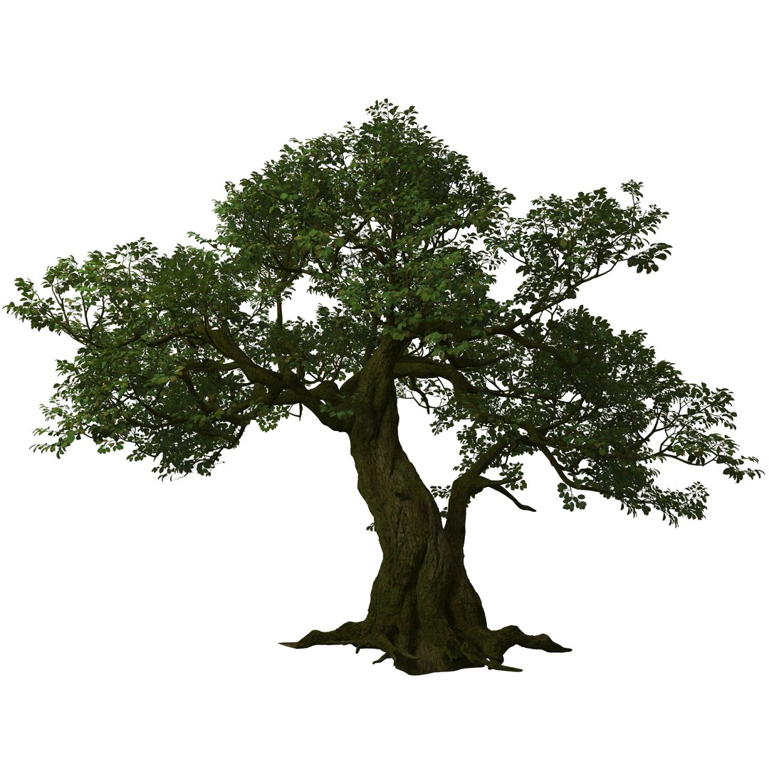Tree Big 3D - TurboSquid 1515547