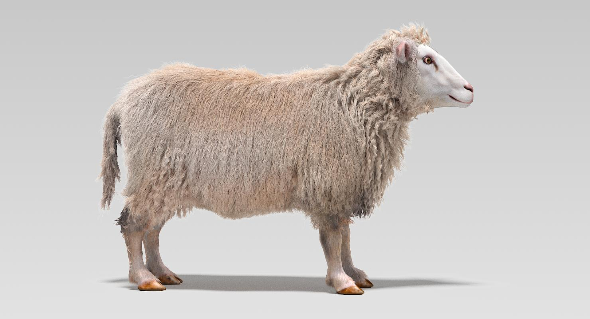 3d Model Realistic Sheep