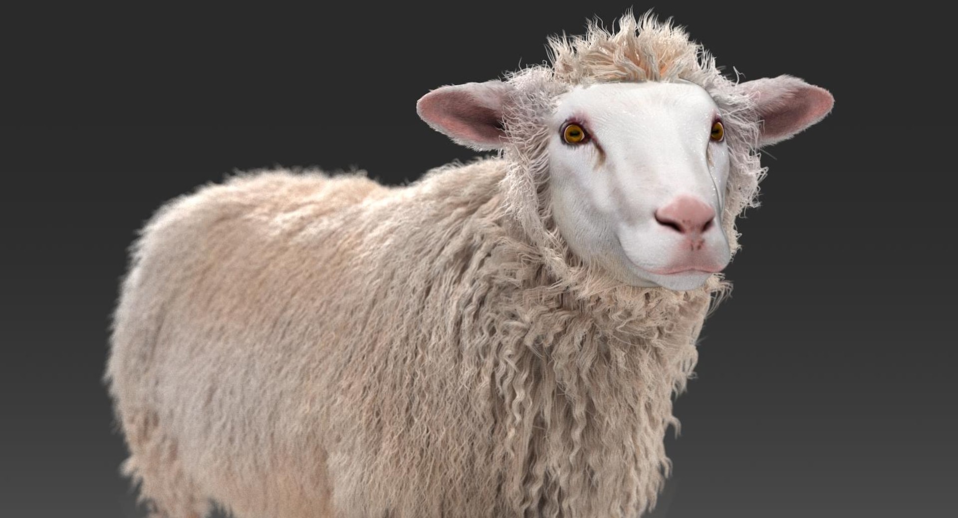 3d Model Realistic Sheep