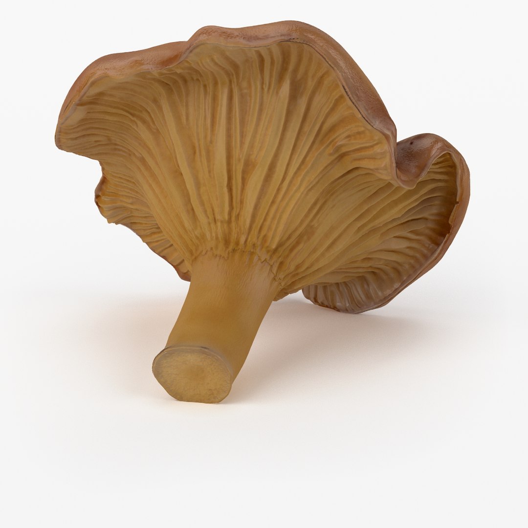 Realistic Mushroom Real 3d Model